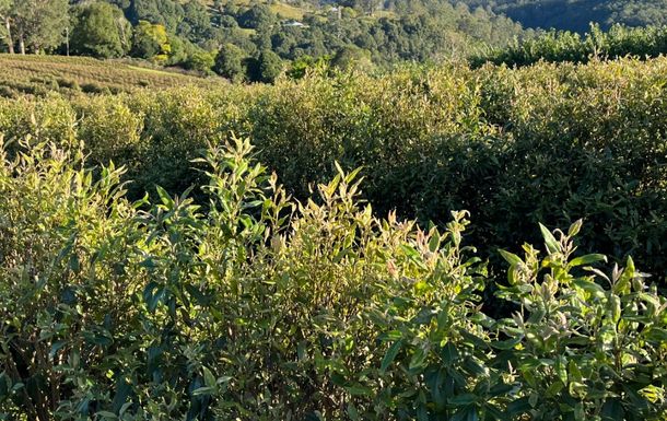 Joining forces for biodiversity